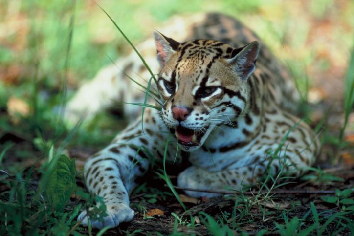Gato Maracajá Está em Extinção no Brasil? | Mundo Ecologia