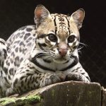 Gato Maracajá Jaguatirica: Diferenças e Semelhanças – Mundo Ecologia