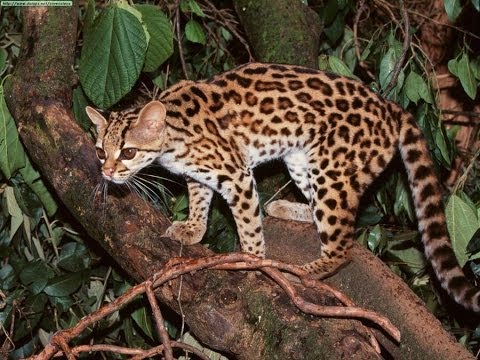Gato Maracajá: Curiosidades e Fatos Interessantes | Mundo Ecologia