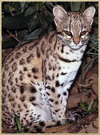 Gato Maracajá Está em Extinção no Brasil? | Mundo Ecologia