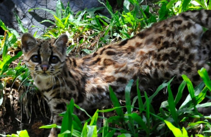 Gato Maracajá Está em Extinção no Brasil? | Mundo Ecologia