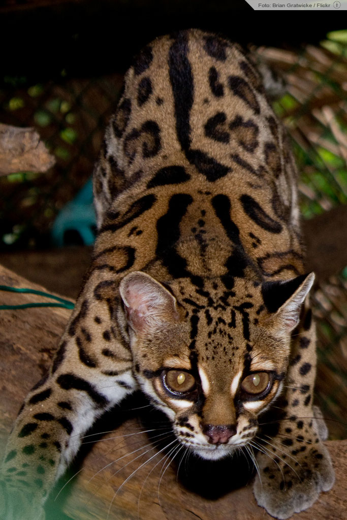 Gato Maracajá Nome Científico, Peso, Altura e Tamanho – Mundo Ecologia