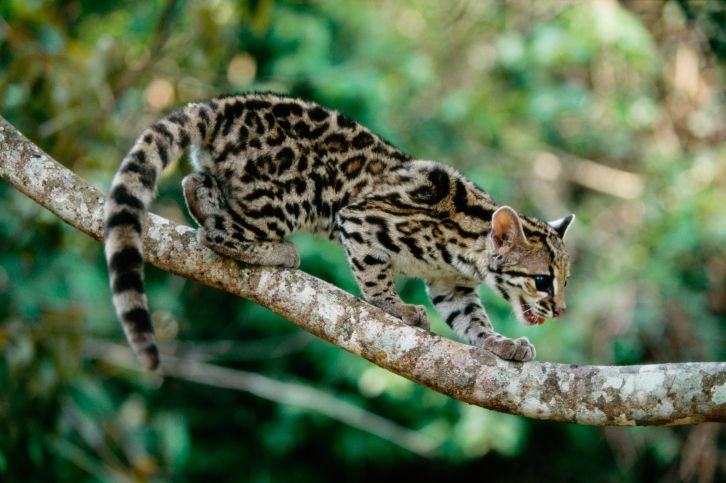 Gato Maracajá Nome Científico, Peso, Altura e Tamanho – Mundo Ecologia
