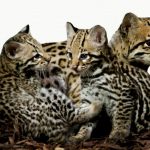 Gato Maracajá Está em Extinção no Brasil? | Mundo Ecologia