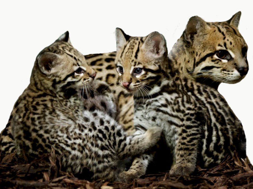 Gato Maracajá Está em Extinção no Brasil? | Mundo Ecologia