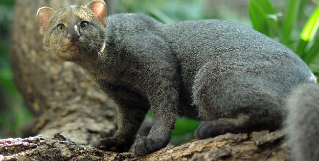 Gato Mourisco Está em Extinção? | Mundo Ecologia