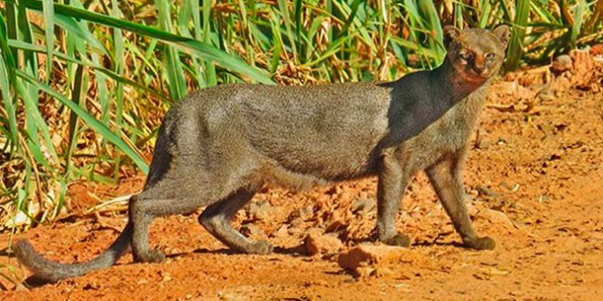 Gato Mourisco Domesticado Existe? Ele é Bravo e Perigoso? | Mundo Ecologia
