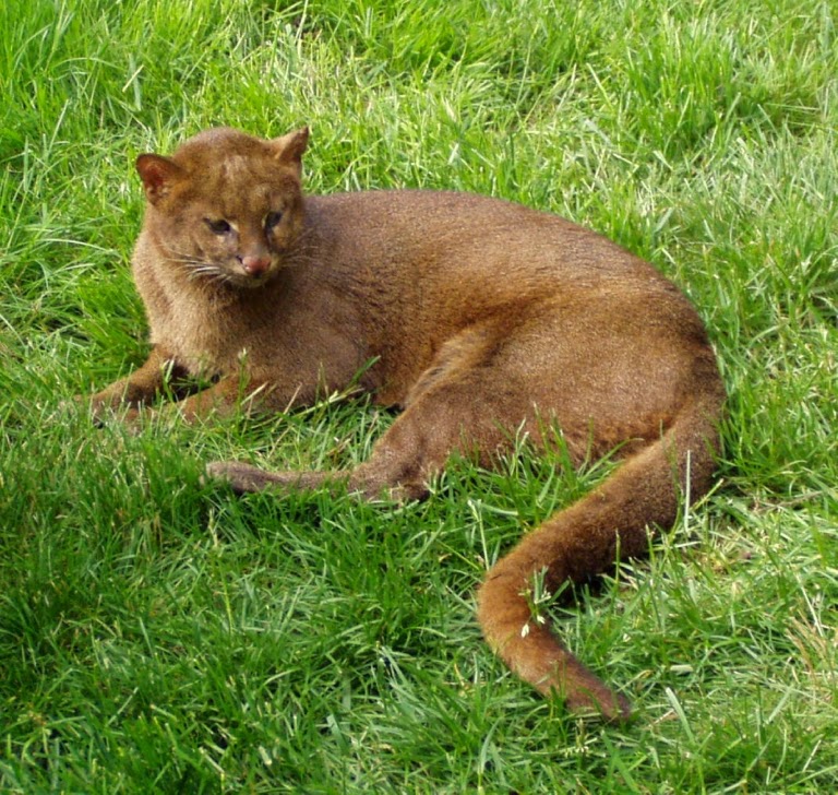 Gato Mourisco é Cinza? Marrom? Qual a Cor mais Comum? | Mundo Ecologia