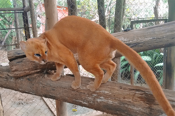 Gato Mourisco é Cinza? Marrom? Qual a Cor mais Comum? | Mundo Ecologia