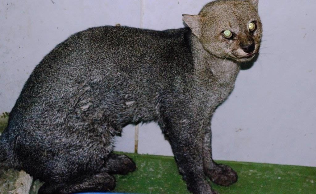 Gato Mourisco é Cinza? Marrom? Qual a Cor mais Comum? | Mundo Ecologia