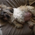 Reprodução do Cachorro: Filhotes e Tempo de Gestação – Mundo Ecologia