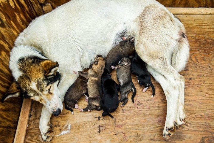 Reprodução do Cachorro: Filhotes e Tempo de Gestação – Mundo Ecologia