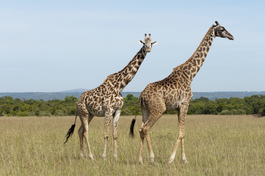 Nome Científico da Girafa e Classificações Inferiores – Mundo Ecologia