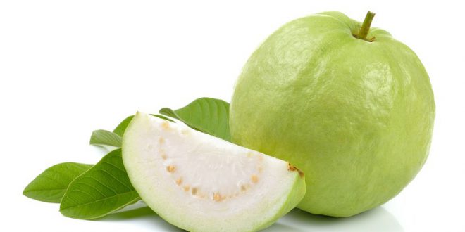 Goiaba Kumagai: Características, Nome Cientifico e Fotos | Mundo Ecologia