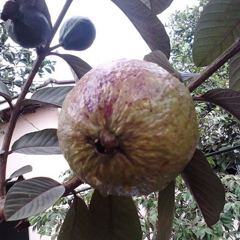 Goiaba Roxa: Sabor, Como Podar, Características e Fotos | Mundo Ecologia
