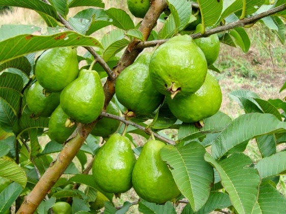 Tipos De Goiabas, Variedades E Classificações Inferiores Com Fotos ...