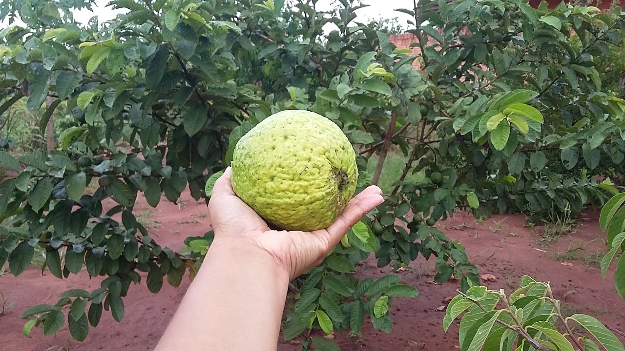 Tipos De Goiabas, Variedades E Classificações Inferiores Com Fotos ...