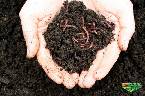 Tudo Sobre Solo Humífero – Mundo Ecologia