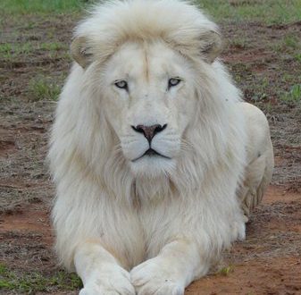 Leão Branco: Curiosidades e Características | Mundo Ecologia