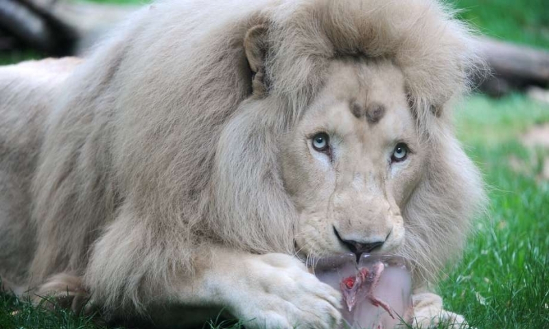 Leão Branco: Curiosidades e Características | Mundo Ecologia