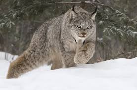 Lince do Canadá ou Lince das Neves: Fotos e Nome Científico – Mundo ...