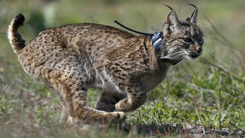 Lince-Ibérico: Fotos, Curiosidades, Extinção e Nome Cientifico | Mundo ...