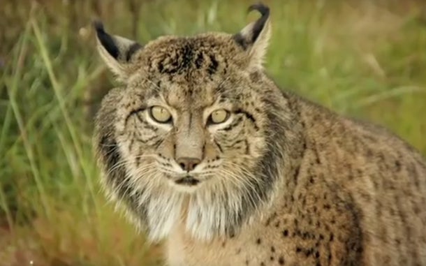 Lince-Ibérico: Fotos, Curiosidades, Extinção e Nome Cientifico | Mundo ...