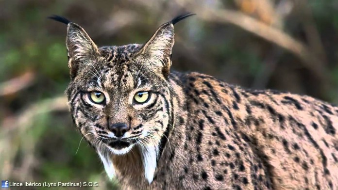 Lince-Ibérico: Fotos, Curiosidades, Extinção e Nome Cientifico | Mundo ...