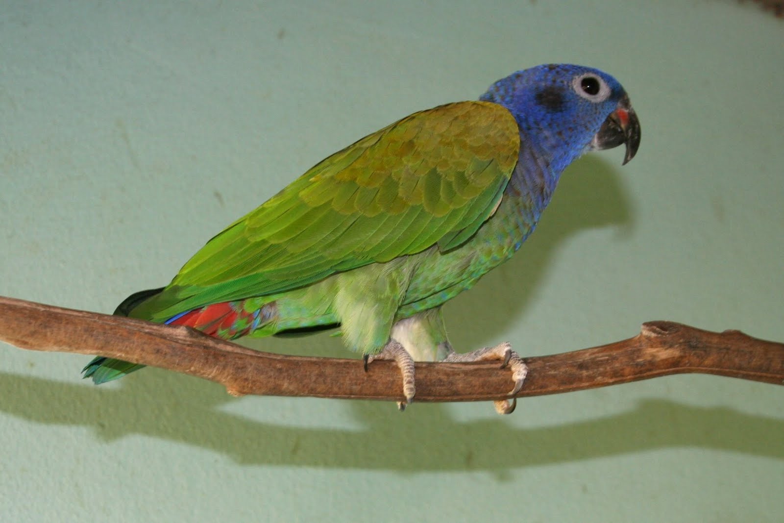 Maitaca de Cabeça Azul: Curiosidades e Fotos – Mundo Ecologia