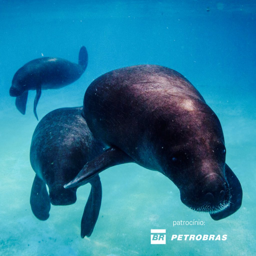 Onde Vivem as Focas? Qual seu Habitat Natural? – Mundo Ecologia
