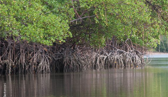 Curiosidades do Bioma Manguezal, Vida, Localização e Clima | Mundo Ecologia