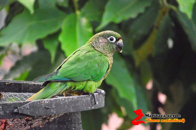 Especies de Maritacas Brasileiras: Características, Fotos e Nomes ...