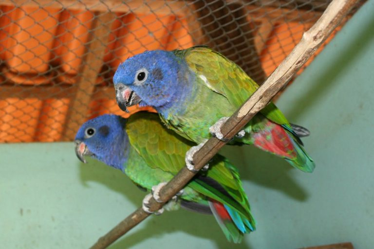Especies de Maritacas Brasileiras: Características, Fotos e Nomes ...