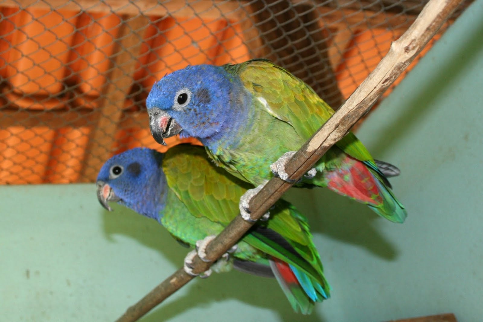 Especies de Maritacas Brasileiras: Características, Fotos e Nomes ...