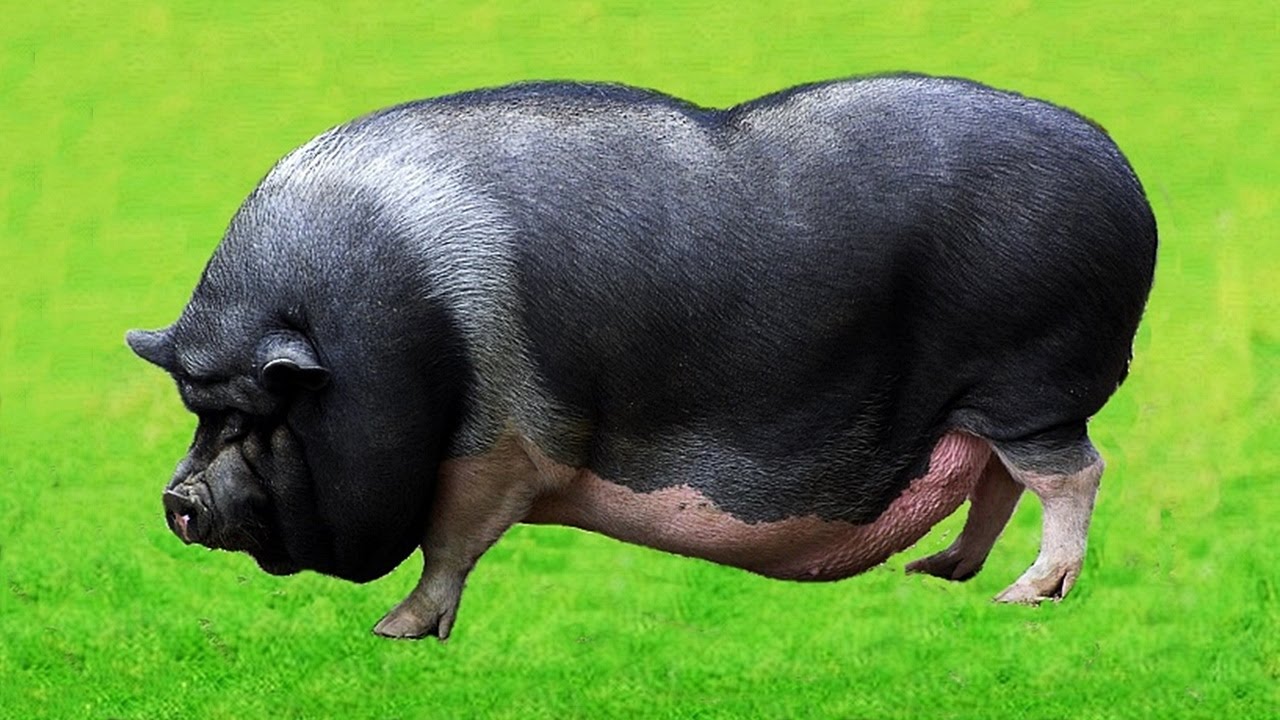 Porco Doméstico Mini Porco: Características e Fotos | Mundo Ecologia