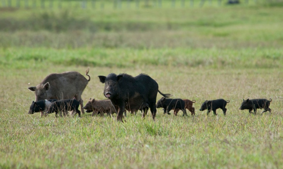 Porco Doméstico Mini Porco: Características e Fotos | Mundo Ecologia