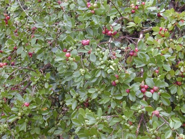 Pitanga Araçá Rosa: Fotos e Características | Mundo Ecologia