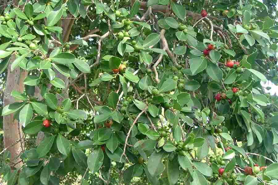 Pitanga Araçá Rosa: Fotos e Características | Mundo Ecologia