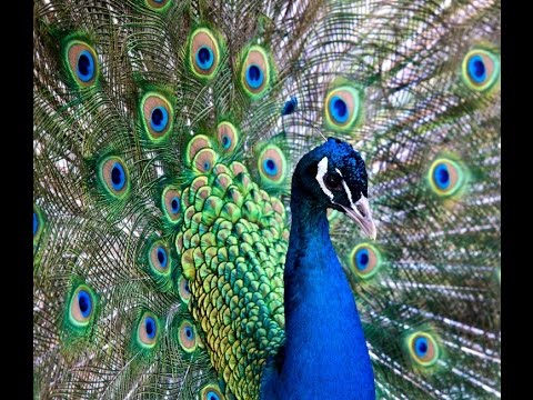 Pavão Azul Ave: Características, Curiosidades, Ovos e Migração – Mundo ...