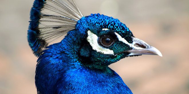 Pavão Azul Ave: Características, Curiosidades, Ovos e Migração | Mundo ...