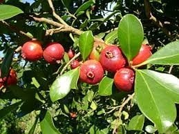 Pitanga Araçá Rosa: Fotos e Características | Mundo Ecologia