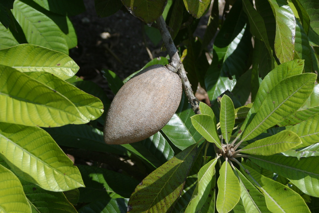 Como Plantar Mamey: Dica de Cultivo – Mundo Ecologia