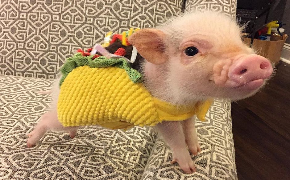 Porco Doméstico Mini Porco: Características e Fotos | Mundo Ecologia