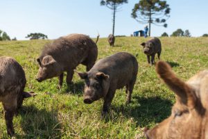 Raças de Porcos Gigantes no Brasil e no Mundo – Mundo Ecologia