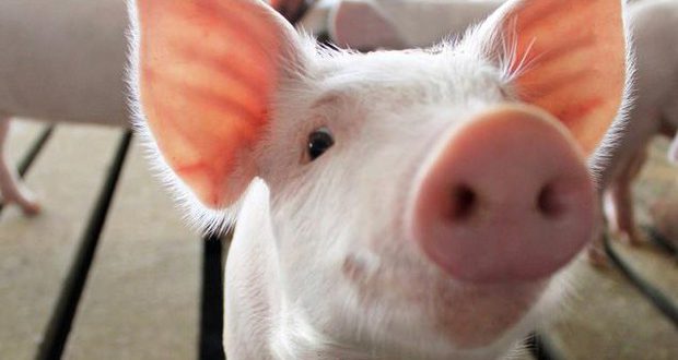 Tudo Sobre Porcos com Fotos | Mundo Ecologia