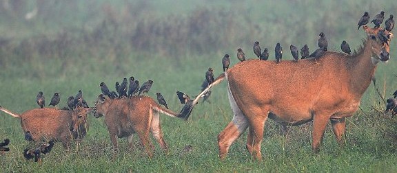 O Que é Habitat Ecológico? – Mundo Ecologia