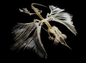 Raia Jamanta – Tipo de Esqueleto – Mundo Ecologia