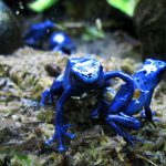 Sapo Boi Azul – Características – Mundo Ecologia