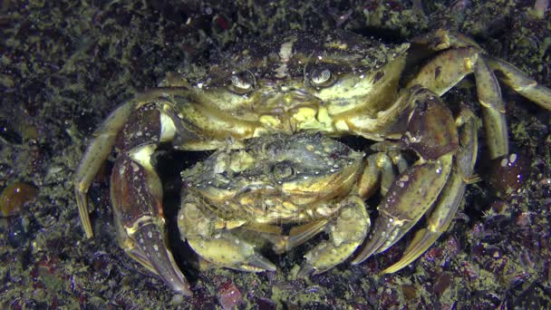 Características do Caranguejo e Fotos | Mundo Ecologia