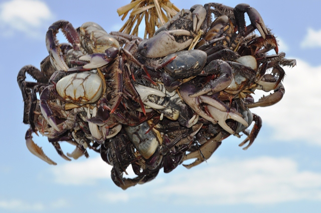 Características do Caranguejo e Fotos | Mundo Ecologia